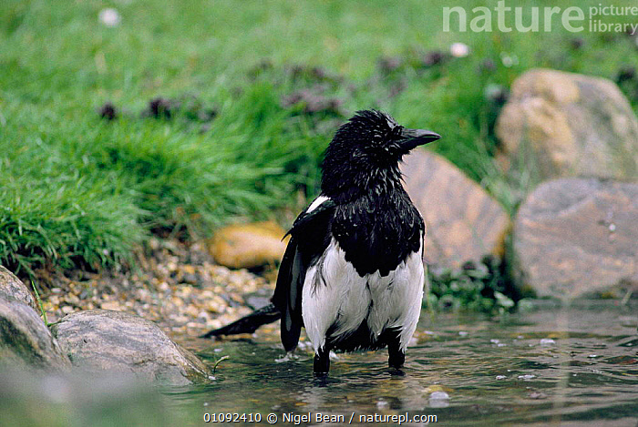 Stock photo of Magpie bathing in water {Pica pica} Kent, England, UK ...