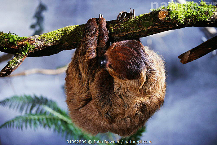 Stock photo of Three toed sloth hanging upside down from tree {Bradypus ...