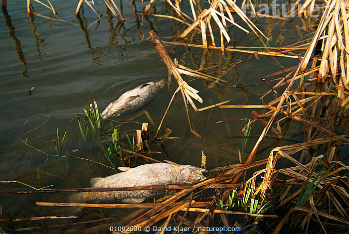 Stock photo of Dead river trout floating at surface of polluted lake ...
