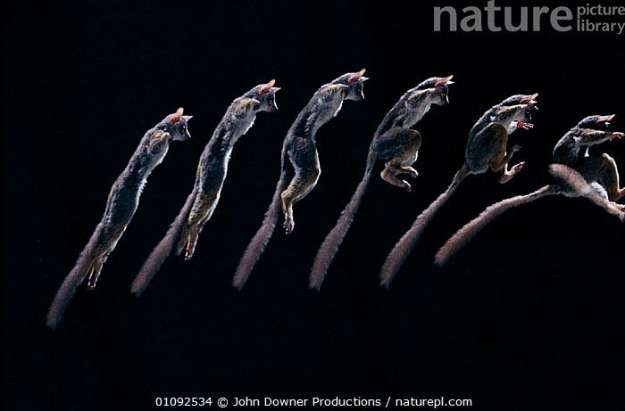 Stock photo of Bushbaby jumping sequence image. (Resolution restriction ...