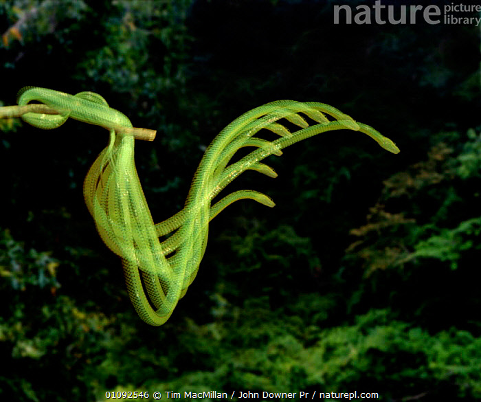 Stock photo of Multiple exposure of flying Paradise tree snake showing ...