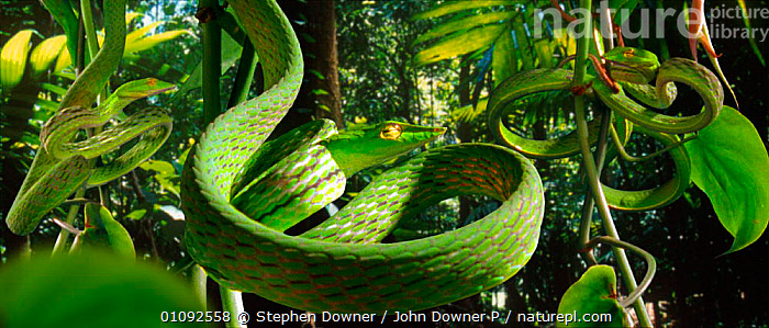 Stock photo of Vine snakes (Dryophis nasuta) imitate curled tendrils of ...