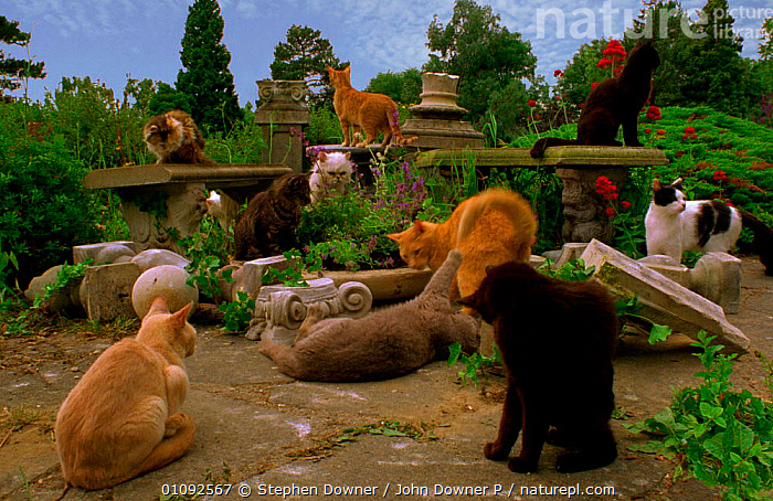 Stock photo of A cats' opium den - domestic cats are attracted to ...