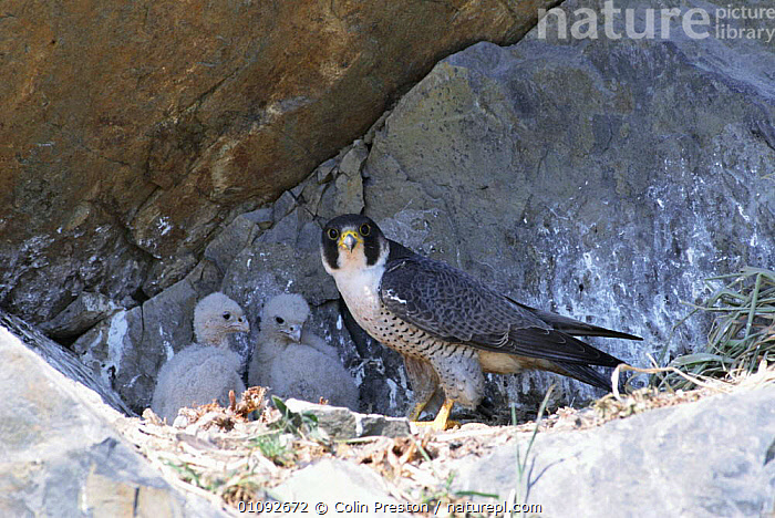 Stock photo of Peregrine falcon male at nest with chicks {Falco ...