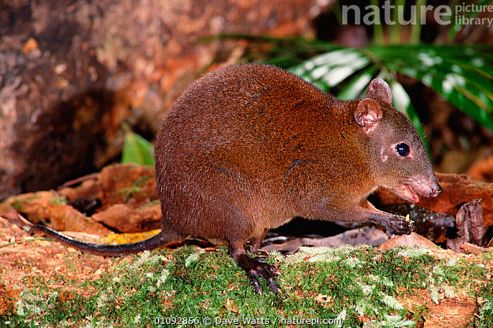 Stock photo of Musky rat kangaroo {Hypsiprymnodon moschatus} Queensland ...