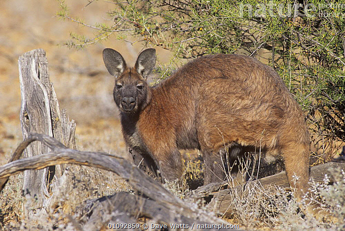 Stock photo of Wallaroo / Euro {Macropus robustus} male, Australia ...