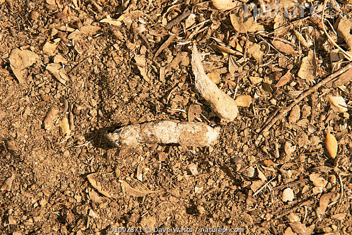 Stock photo of Droppings of Spanish lynx {Lynx pardina} Spain ...