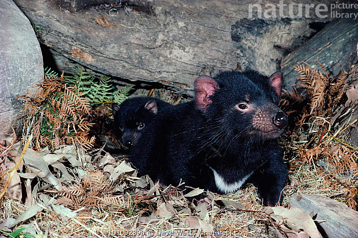 Stock photo of Tasmanian devil female with young {Sarcophilus harrisii ...