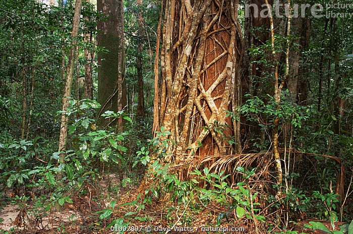 Stock photo of Strangler fig (Ficus sp) around tree trunks in tropical ...
