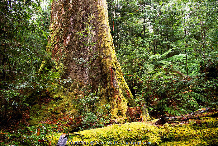 Stock photo of Swamp gum tree {Eucalyptus regnans} Tasmania, Australia ...