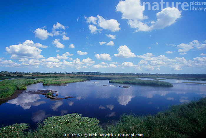 Stock photo of Strumpshaw Fen RSPB Reserve, Norfolk, UK. Available for ...