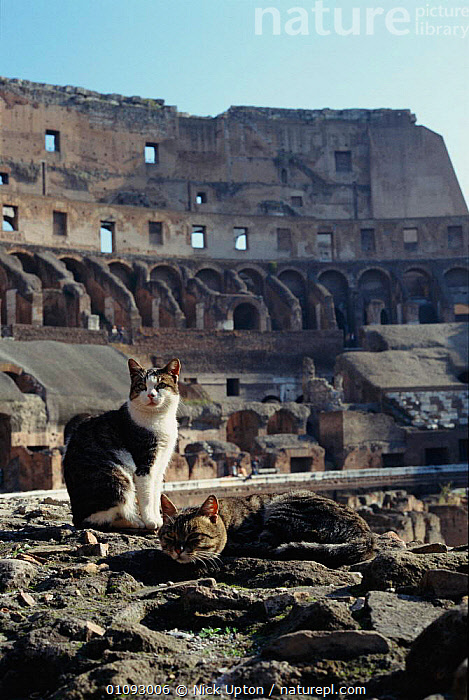 Stock photo of Feral cats {Felis catus} at Coliseum ruins, Rome, Italy ...