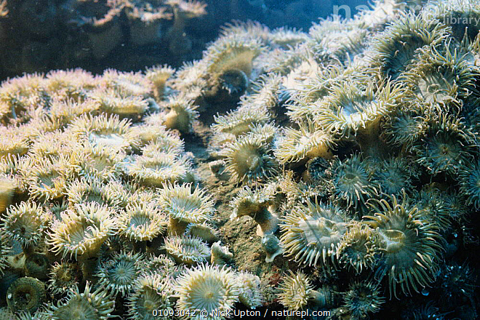Stock photo of Aggregating anemones showing battle lines between two ...