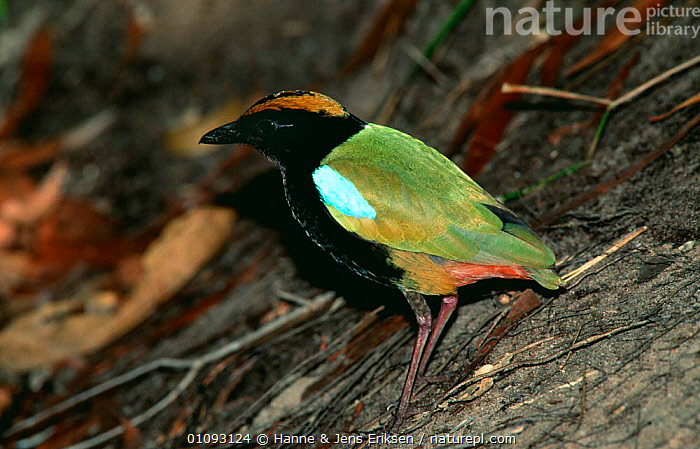 Stock photo of Rainbow pitta {Pitta iris} Kakadu NP, Northern Territory ...