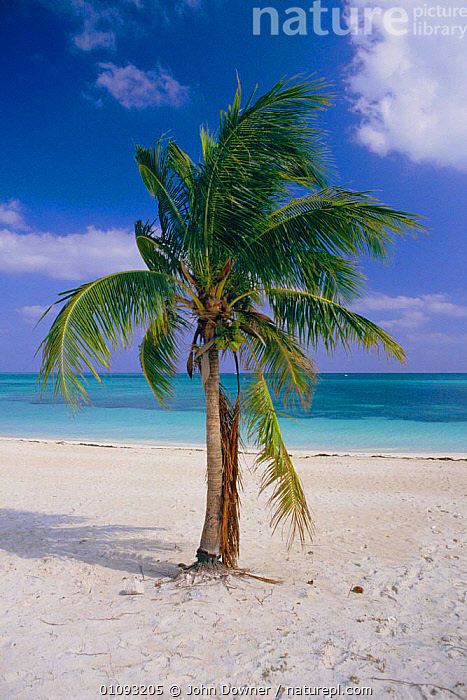 Stock photo of Coconut palm tree {Cocos nucifera} Bahamas, Caribbean ...