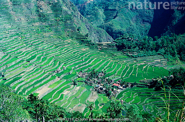 Stock photo of Ancient rice terraces (2000 years old) Banaue ...