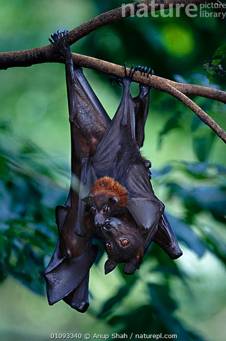 Stock photo of Flying fox with baby {Pteropus genus} hanging upside ...