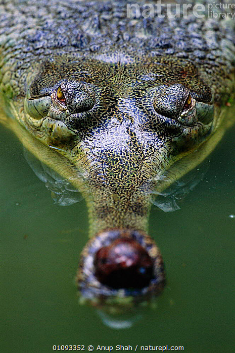 Stock photo of Head on view of male Indian gharial {Gavialis gangeticus ...