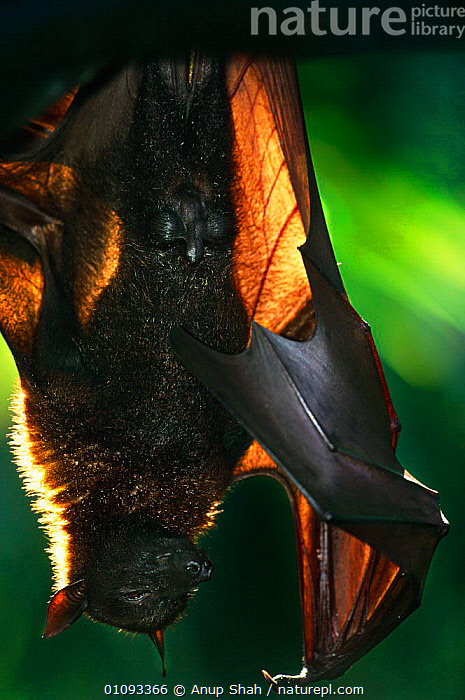 Stock photo of Flying fox {Pteropus genus} asleep and hanging upside ...