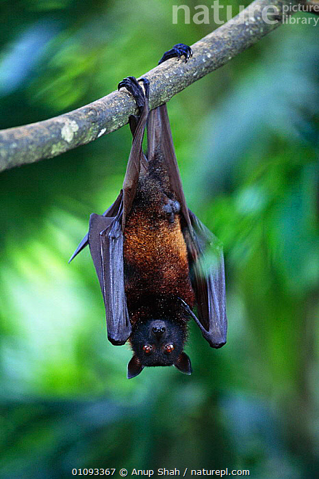 Stock photo of Flying fox {Pteropus genus} hanging upside down from ...