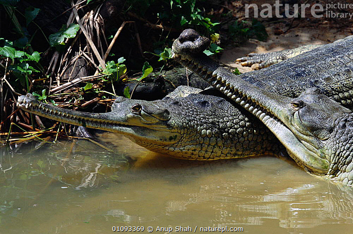 Gangetic Gharial Upsc