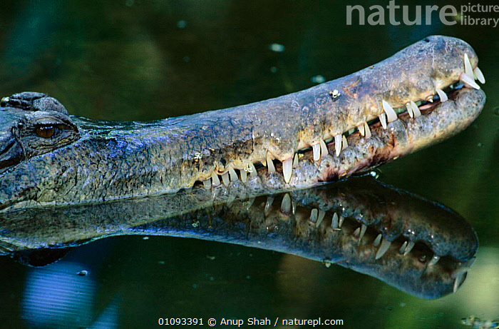 Stock photo of Face profile of False gharial {Tomistoma schlegelii ...