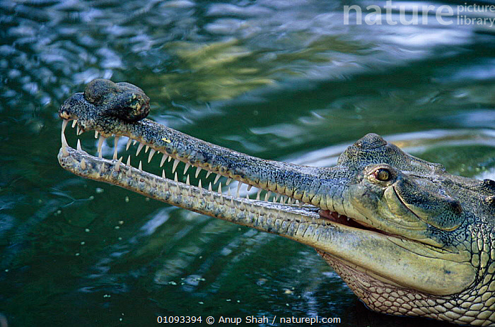 Gangetic Gharial Upsc