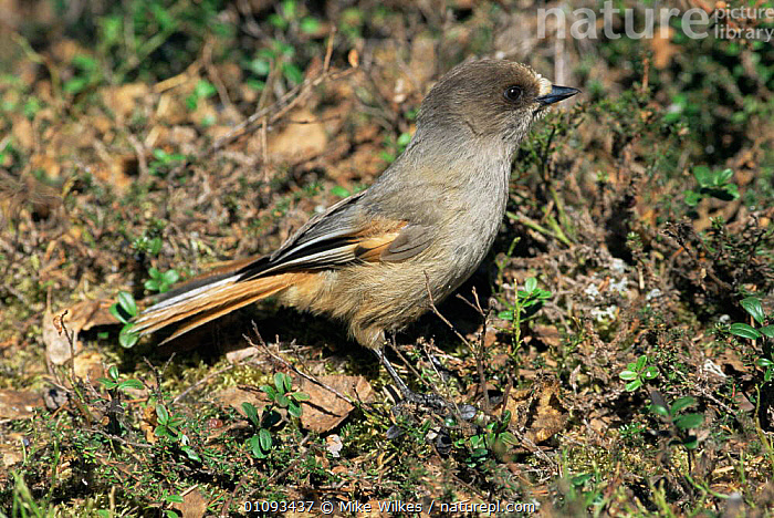 Stock photo of Siberian jay profile {Perisoreus infaustus}. Available ...