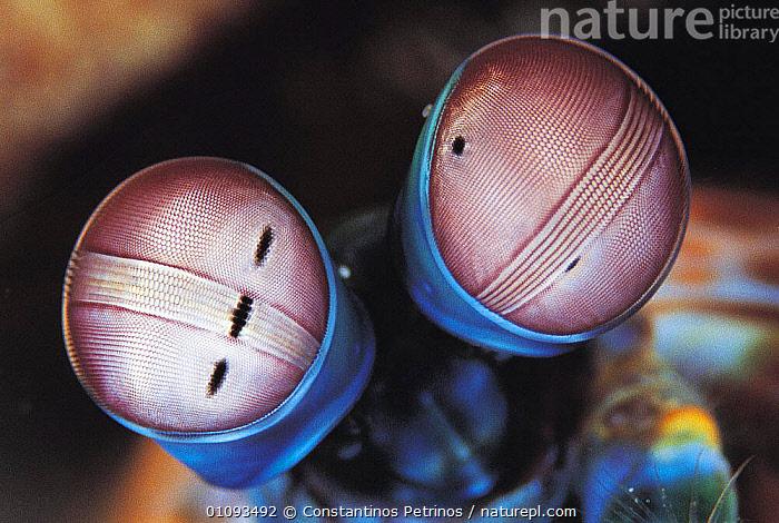 Stock photo of Compound eyes of Smasher Mantis shrimp {Odontodactylus ...