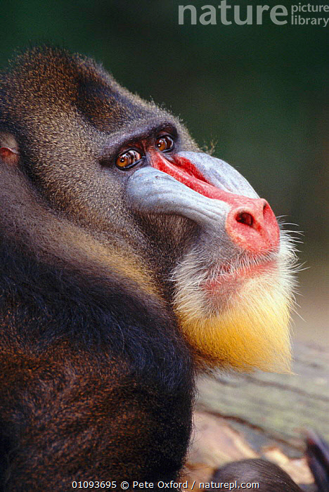 Stock photo of Mandrill head portrait male {Mandrillus sphinx} occurs ...