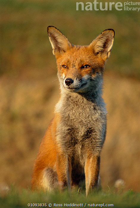 Stock photo of Red fox female sitting portrait {Vulpes vulpes} Cornwall ...