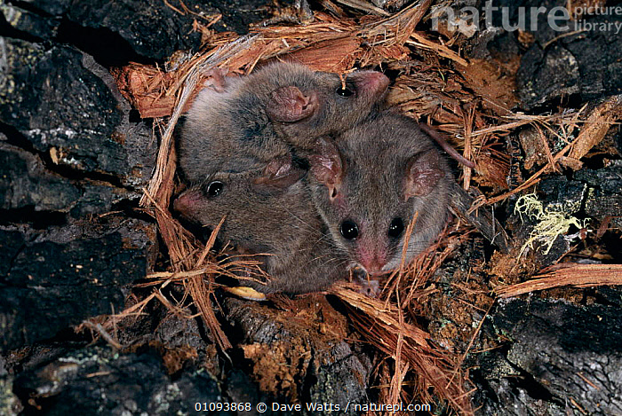 Stock photo of Three Little pygmy possum in nest {Cercarteus lepidus ...