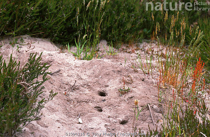 Stock photo of Nest burrows of Sand lizard {Lacerta agilis} Purbeck ...