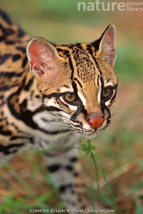 Stock photo of Ocelot head portrait {Felis pardalis} captive. Available ...