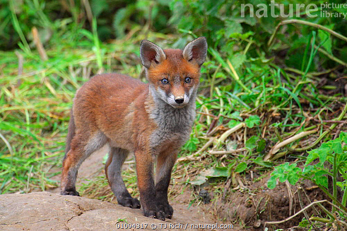 Stock photo of Portrait of Red fox cub {Vulpes vulpes} near den ...