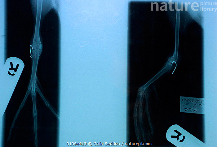 Stock photo of X-ray of Mallard duck with fish hook in leg. UK {Anas ...