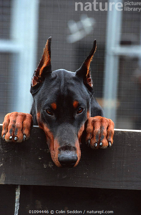 Stock photo of Doberman dog peering over kennel fence {Canis familiaris ...