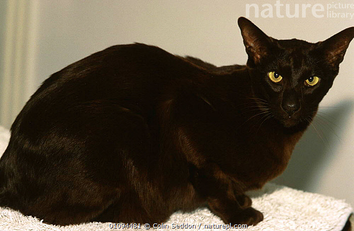 Stock photo of Havana cat portrait {Felis catus} Scotland, UK ...