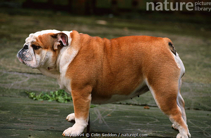 Stock photo of British bulldog {Canis familiaris} Scotland, UK ...