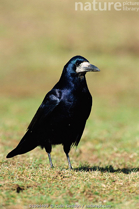 Stock photo of Rook portrait {Corvus frugilegus} Scotland, UK ...