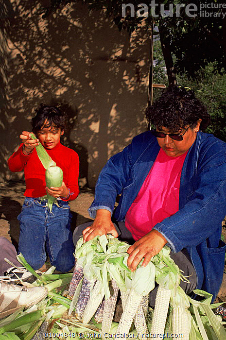 Stock photo of Native American child helping adult sort corn crop, Taos ...