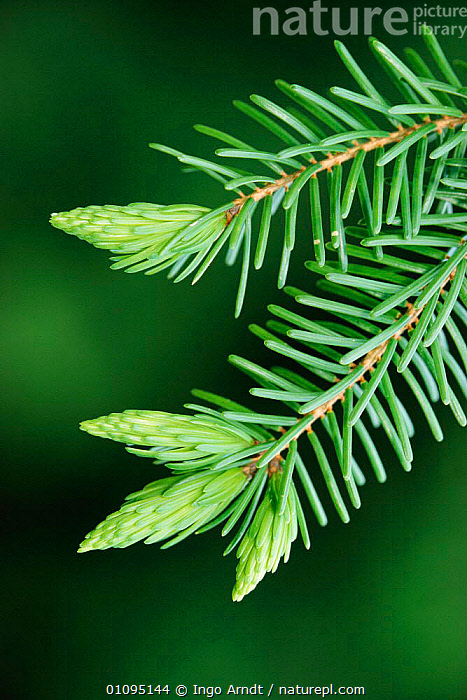 Spruce Leaves Weeping Blue Spruce (Picea Pungens 'Pendula') In