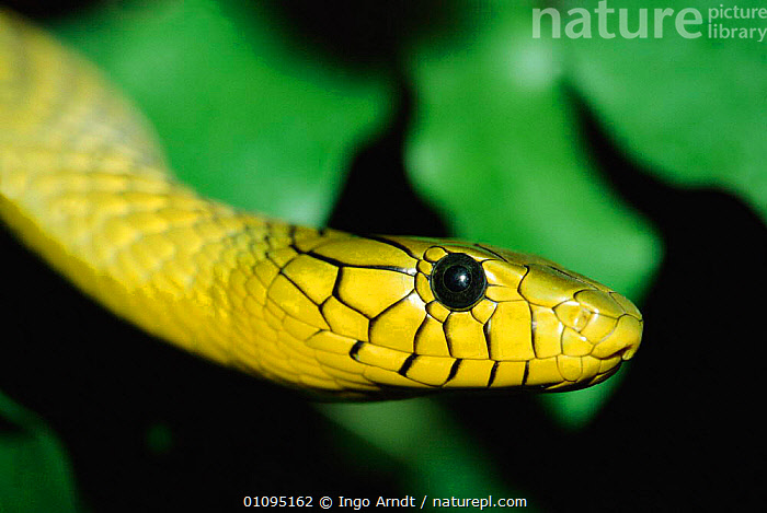 Yellow Mamba Snake Snakes In Krabi In 2025? Tours? Cautions?
