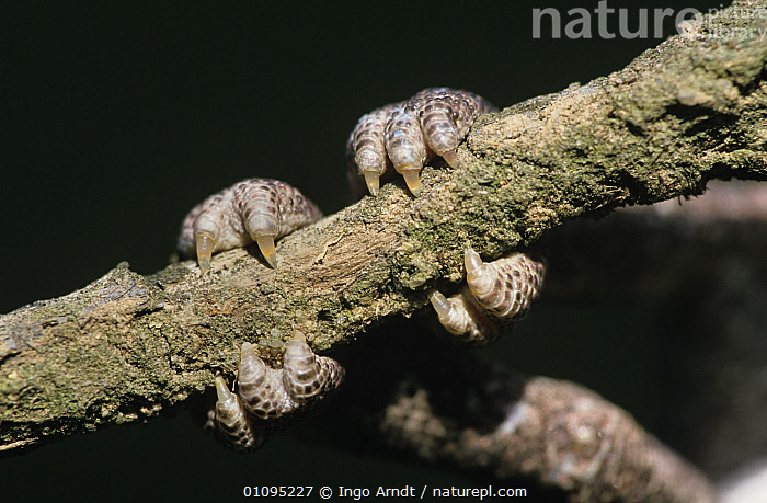 Stock photo of Close-up of European chameleon (Chameleo chamaeleon ...