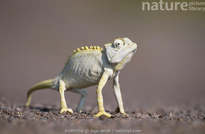 Stock photo of Desert chameleon (Chamaeleo namaquensis) defense posture ...