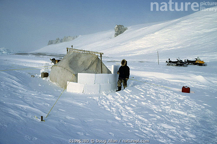 Stock photo of Inuit builds a snow wall round his tent for storm ...