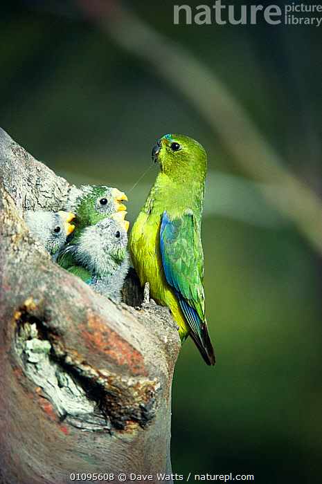 Stock photo of Orange bellied parrot female and chicks at nest ...