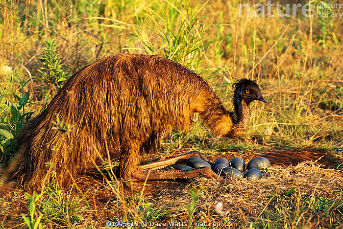 Stock photo of Emu settling on eggs at nest {Dromaius novaehallandiae ...