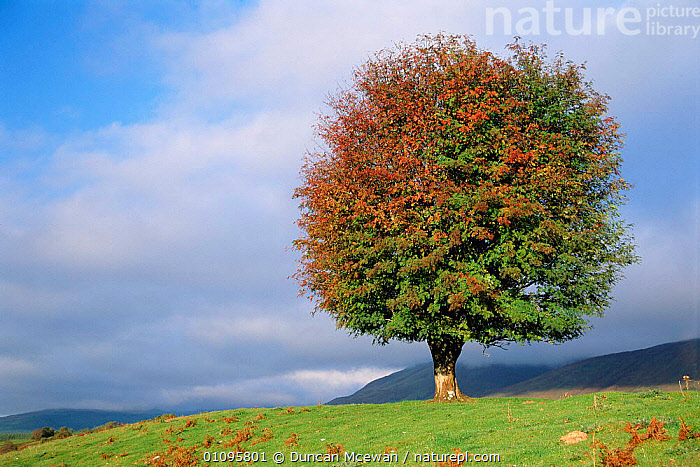 Stock photo of Rowan tree in autumn {Sorbus aucuparia} Scotland, UK ...