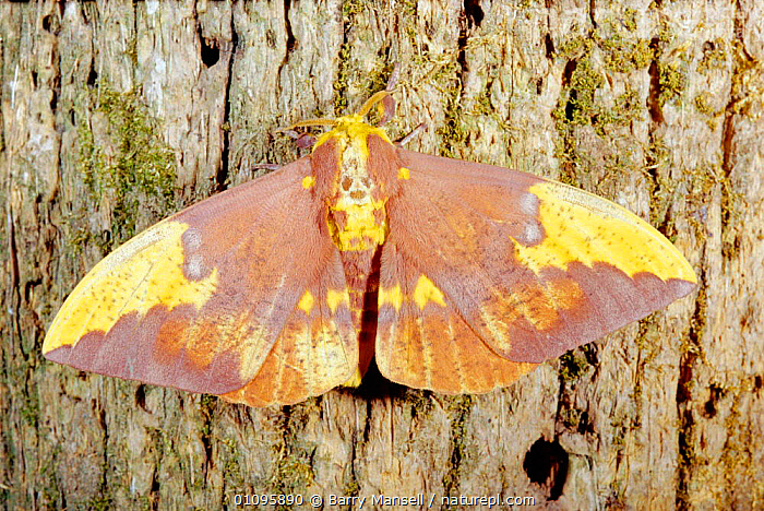 Stock photo of Imperial moth female on bark {Eacles imperialis} Florida ...